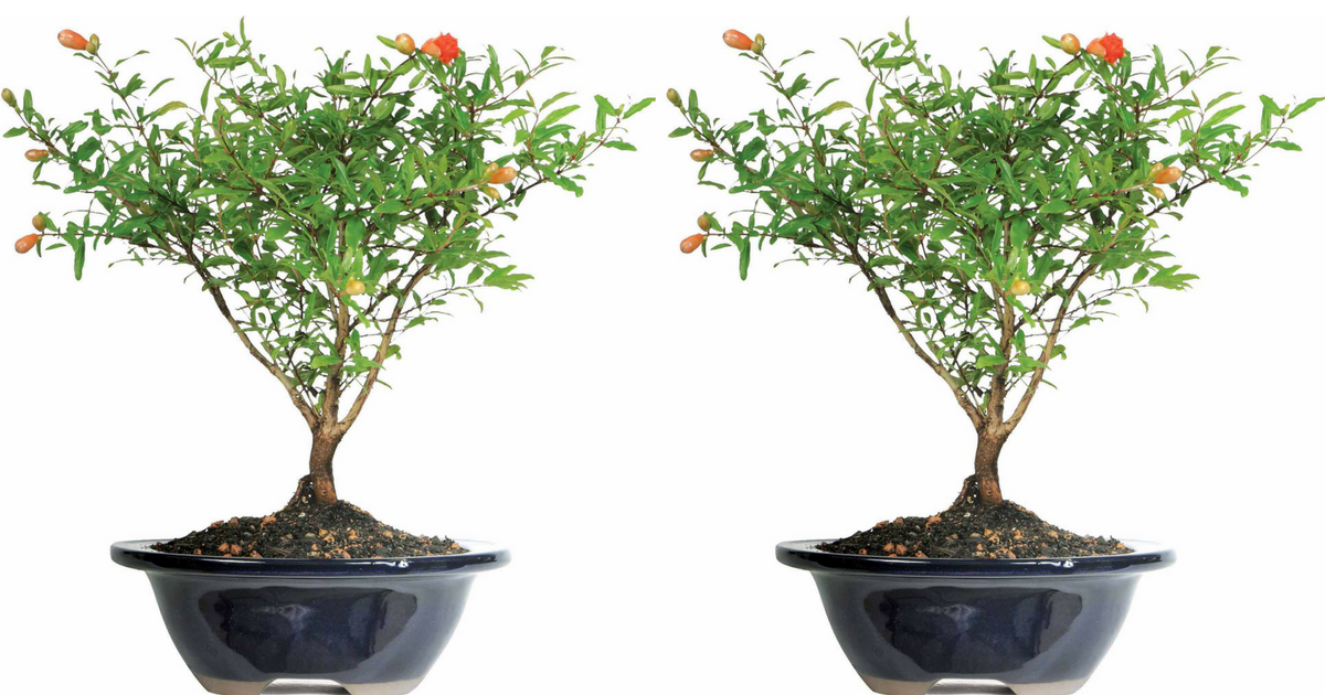 Walmart: Pomegranate Bonsai Tree Only $24