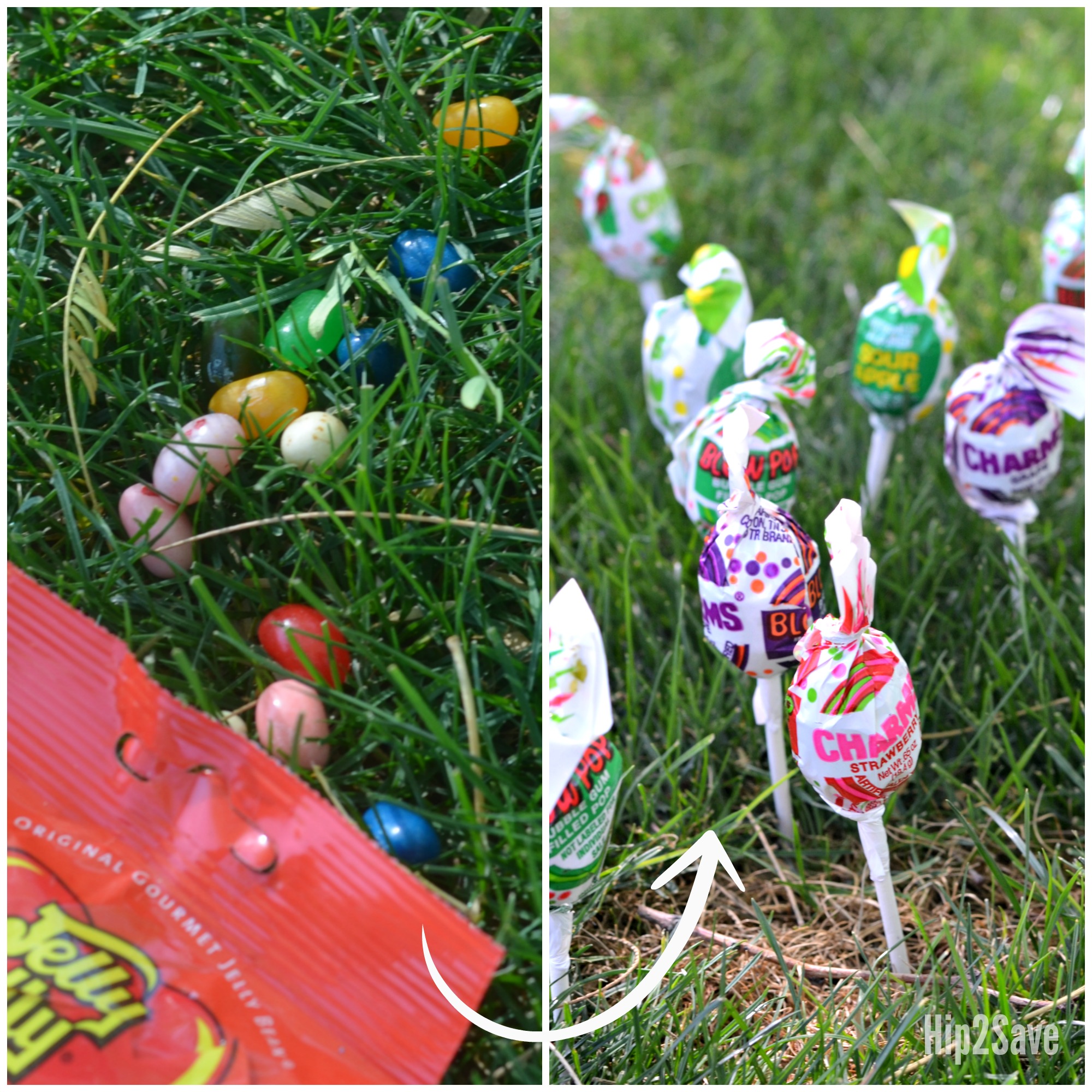 How to Grow Lollipop Flowers from Jelly Beans