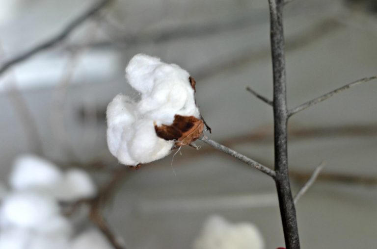 Make Trendy Cotton Stem Branches for Pennies