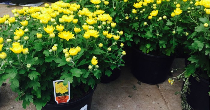 Lowe's: 3-Quart Mums Only $4 Each