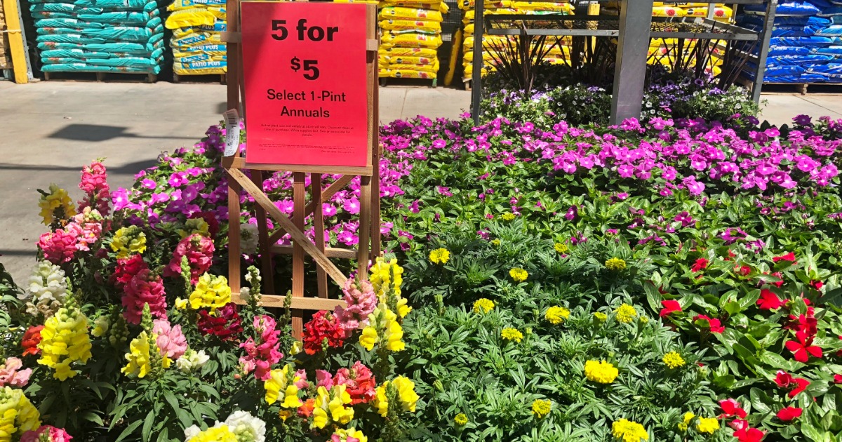 1-Pint Annuals Only $1 Each at Lowe's + More