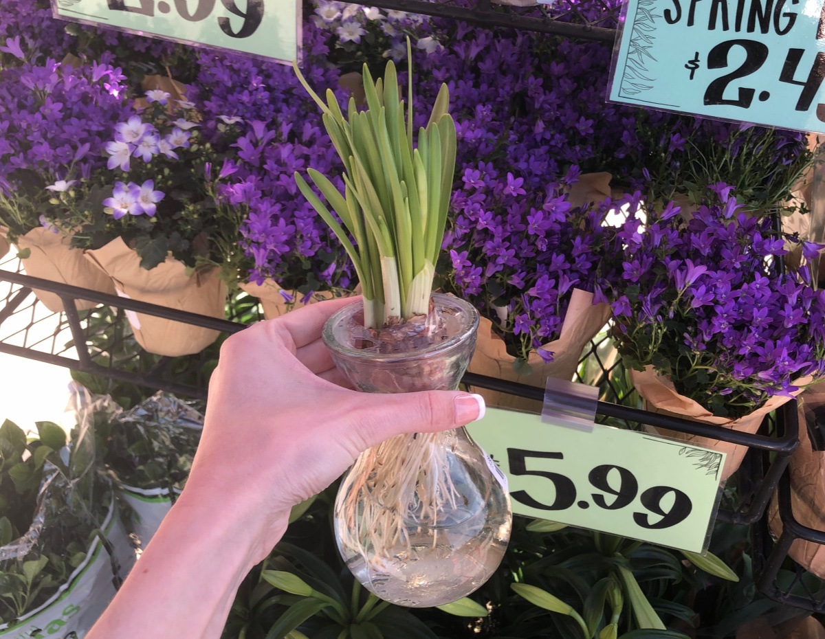 Trader Joe's Flowering Bulb in Glass Vase Just $2.99 & More