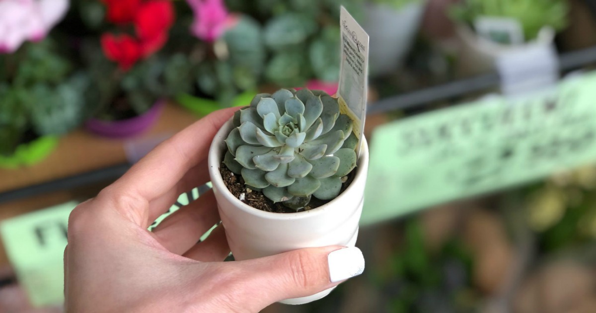 Traders Joe's Spring Deals: Succulents, Flowering Minis & More