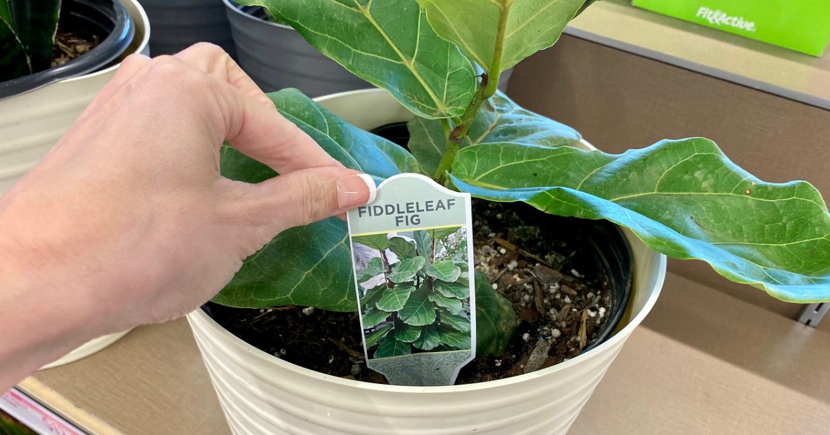 Trendy Houseplants Just $12.99 at ALDI | Fiddle-Leaf Fig Trees, Snake ...