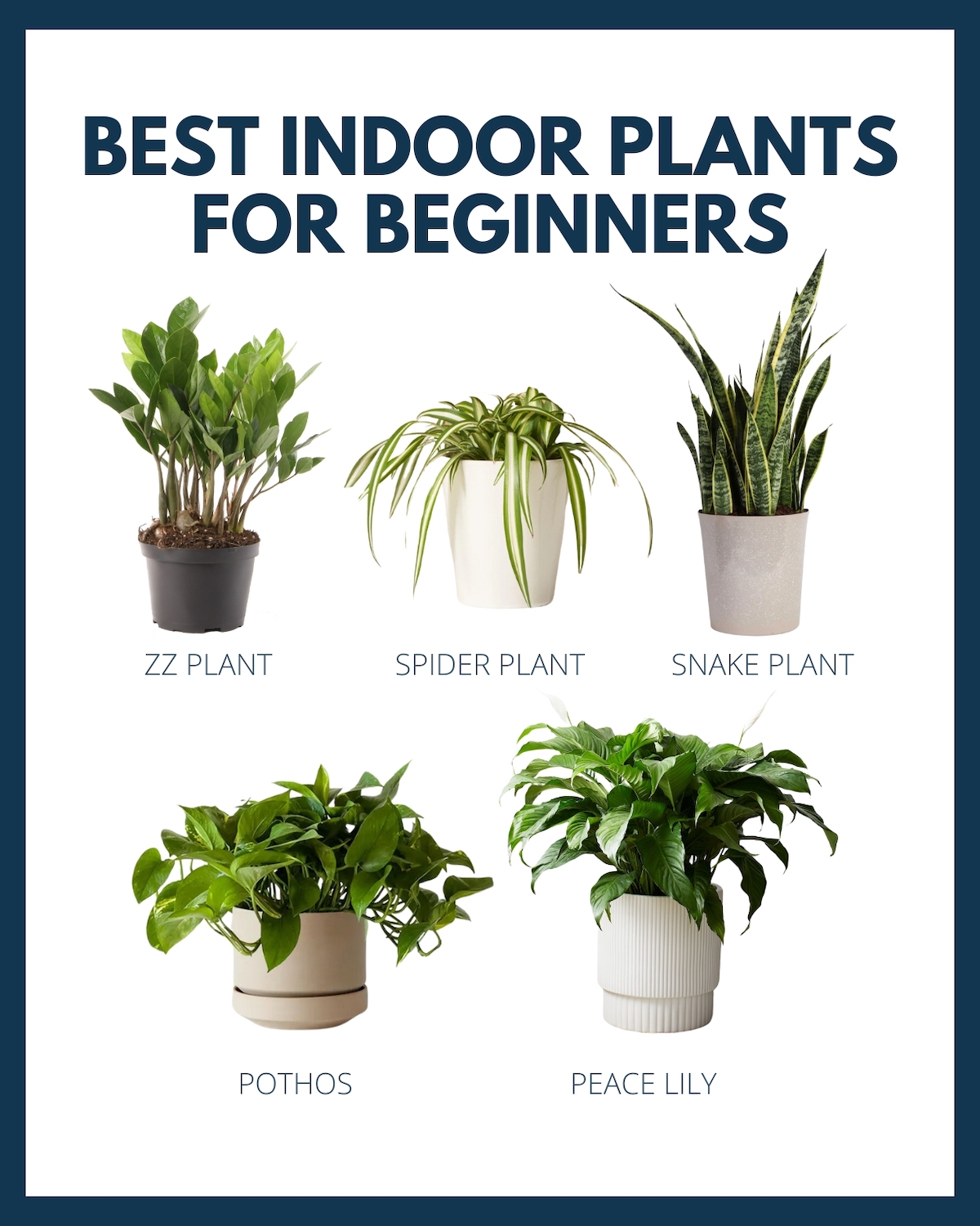5 Easy Indoor Plants for Those w/ No Green Thumb | Hip2Save