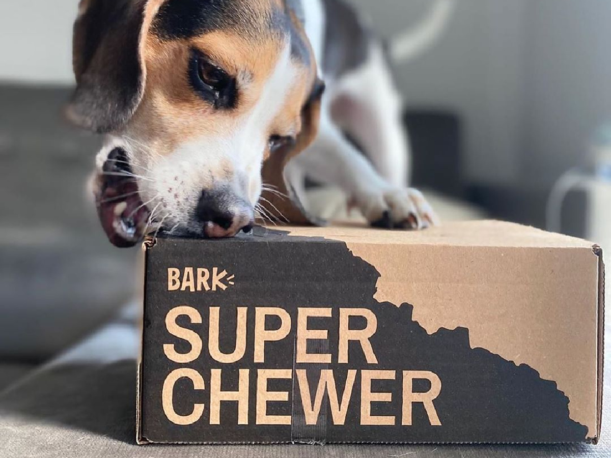 Score Your Dog's First Super Chewer Box for Only $17.60 Shipped ...
