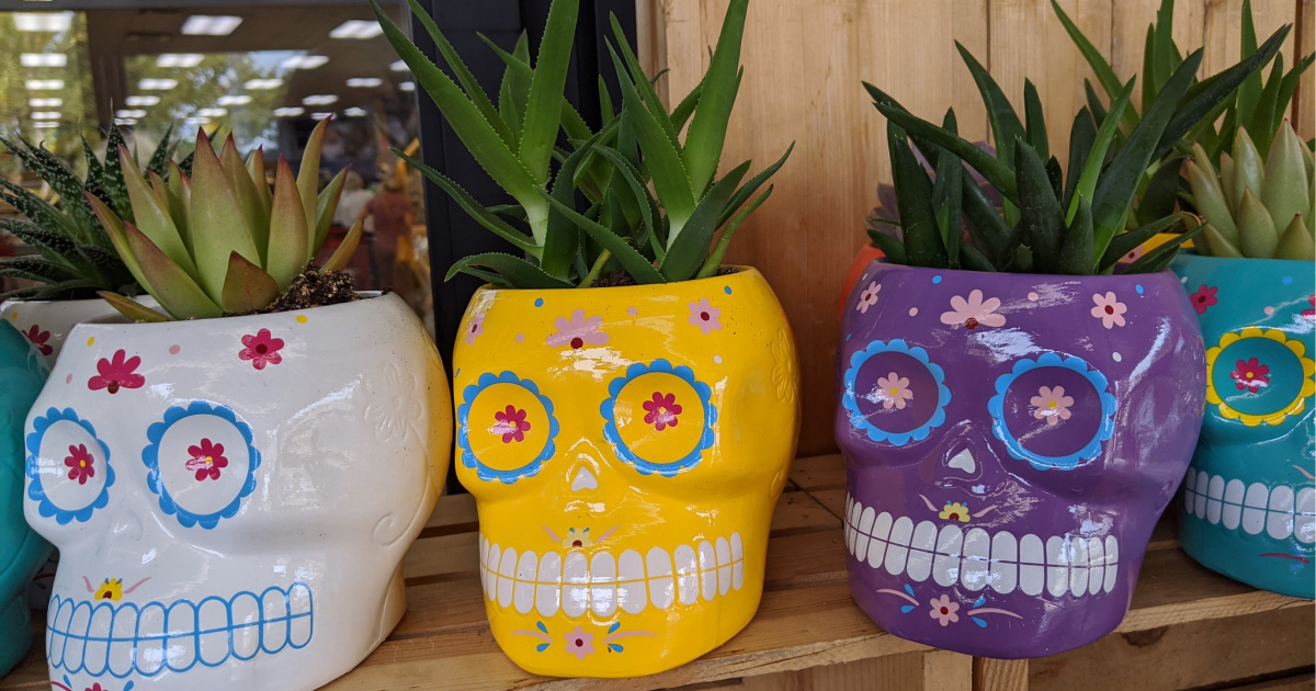 Sugar Skull Planters w/ Live Succulents Just $3.99 at Trader Joe's