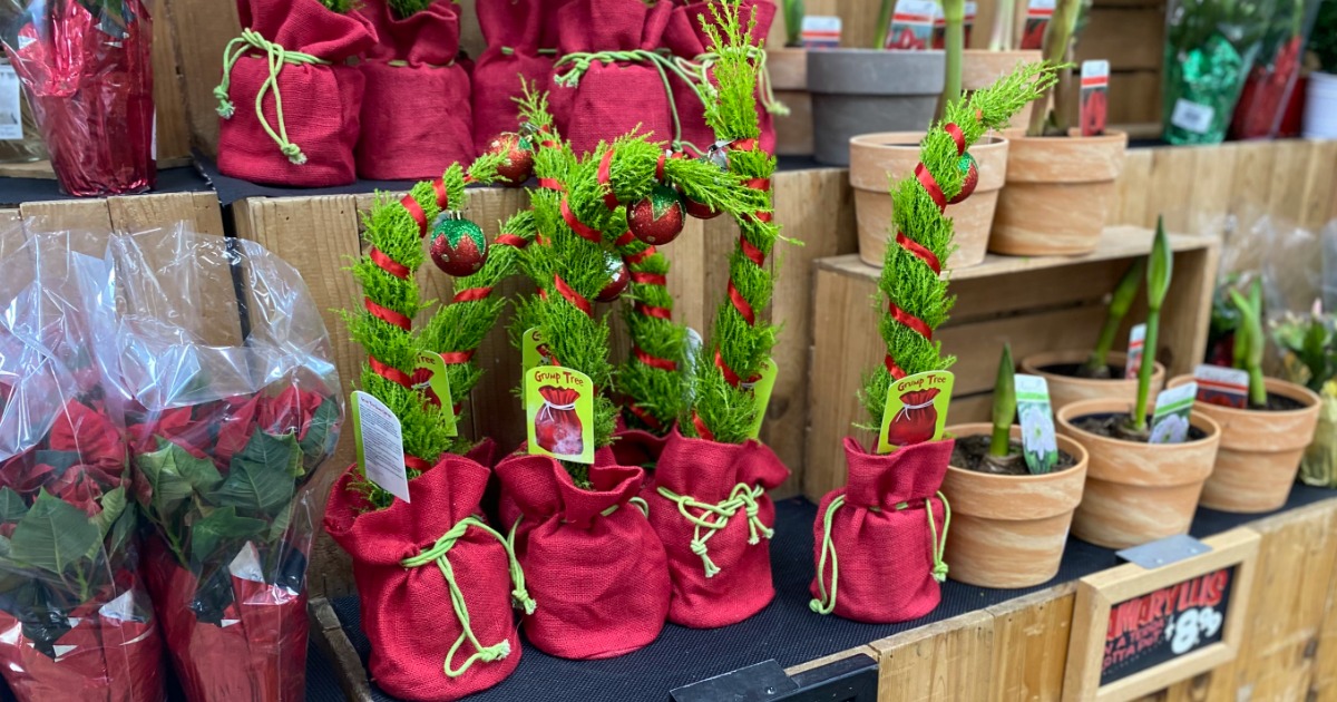 Grinch-Inspired Grump Christmas Trees Are Back & Under $8 at Trader Joe's