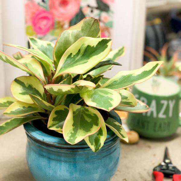 Plant of the Month Club = Unique Gift (Exclusive Discount on Hip2Save)