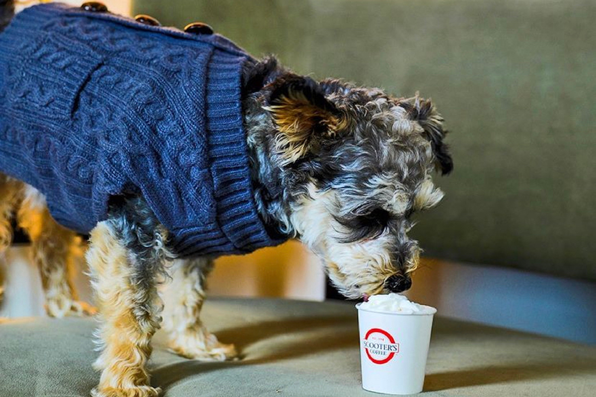 Pup Cup Deals for Your Furry Friend to Enjoy