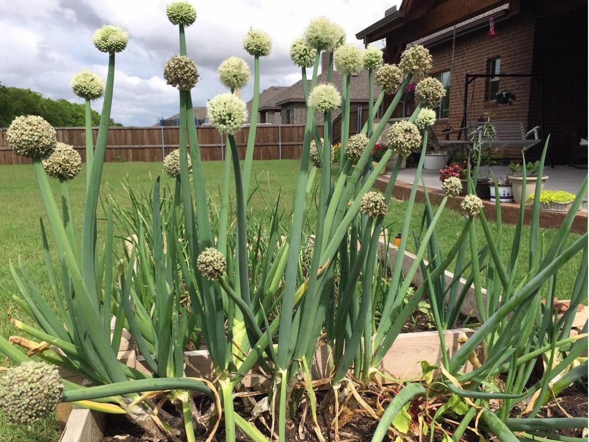 Grow Your Own Green Onions for FREE Just Like This Hip2Save Reader Did ...