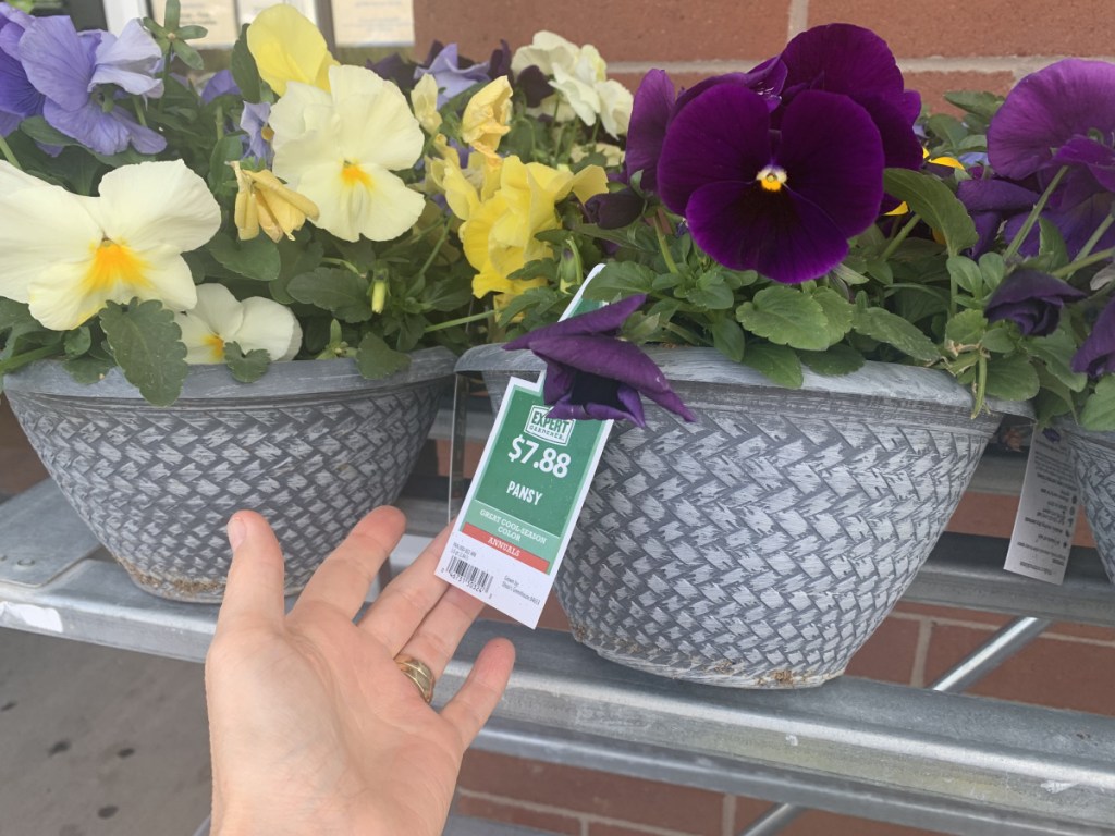 Brighten Your Outdoor Spaces w/ New Hanging Baskets, Potted Plants ...