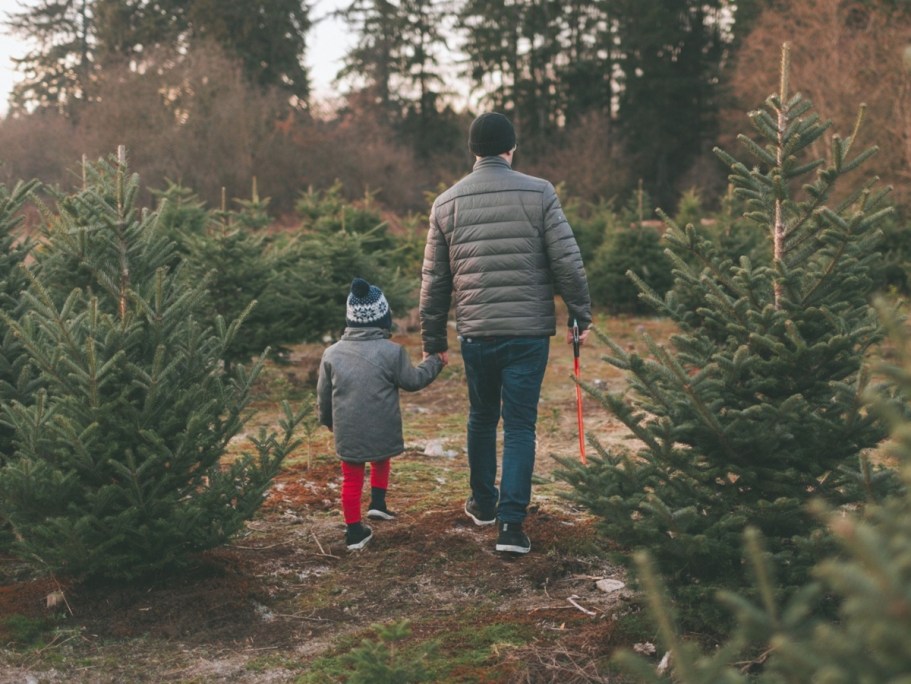 Christmas Tree Permits for National Forests Now Available (+ Free ...