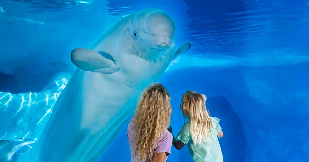 FREE SeaWorld Orlando Preschool Pass for Florida Residents