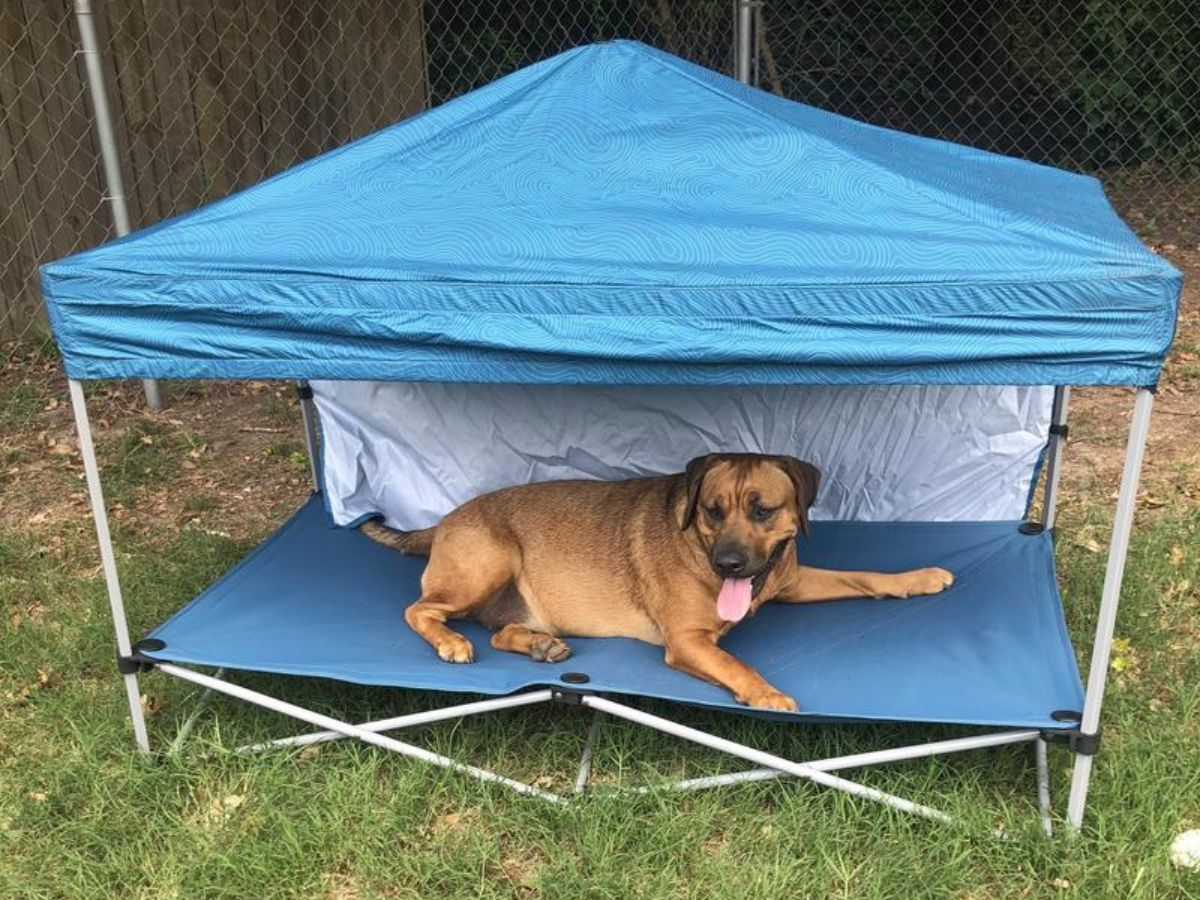 Elevated Dog Canopy Cot w/ Sunshade from $59.99 Shipped on PetSmart.com ...