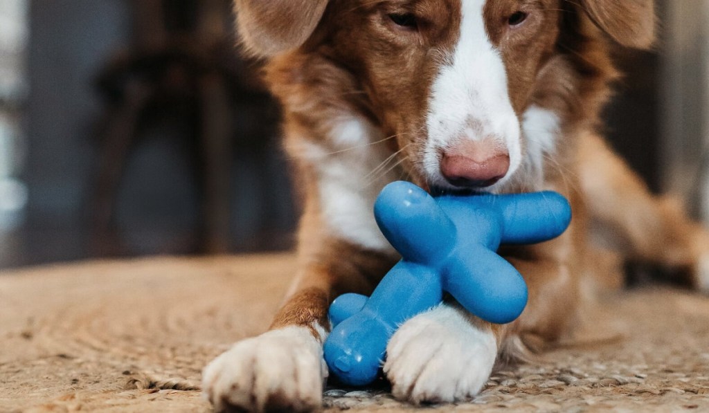 Squeaky Balloon Dog Toys Only $3.99 on Amazon (Regularly $9)