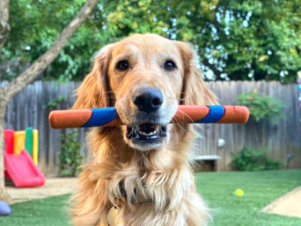ChuckIt Fetch Stick Dog Toy Only $5 on Amazon (Reg. $11) | Hip2Save