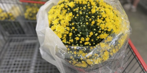 Skinny Syrups Seasonal Flavors Only $3.99 at TJMaxx | Keto-Friendly ...