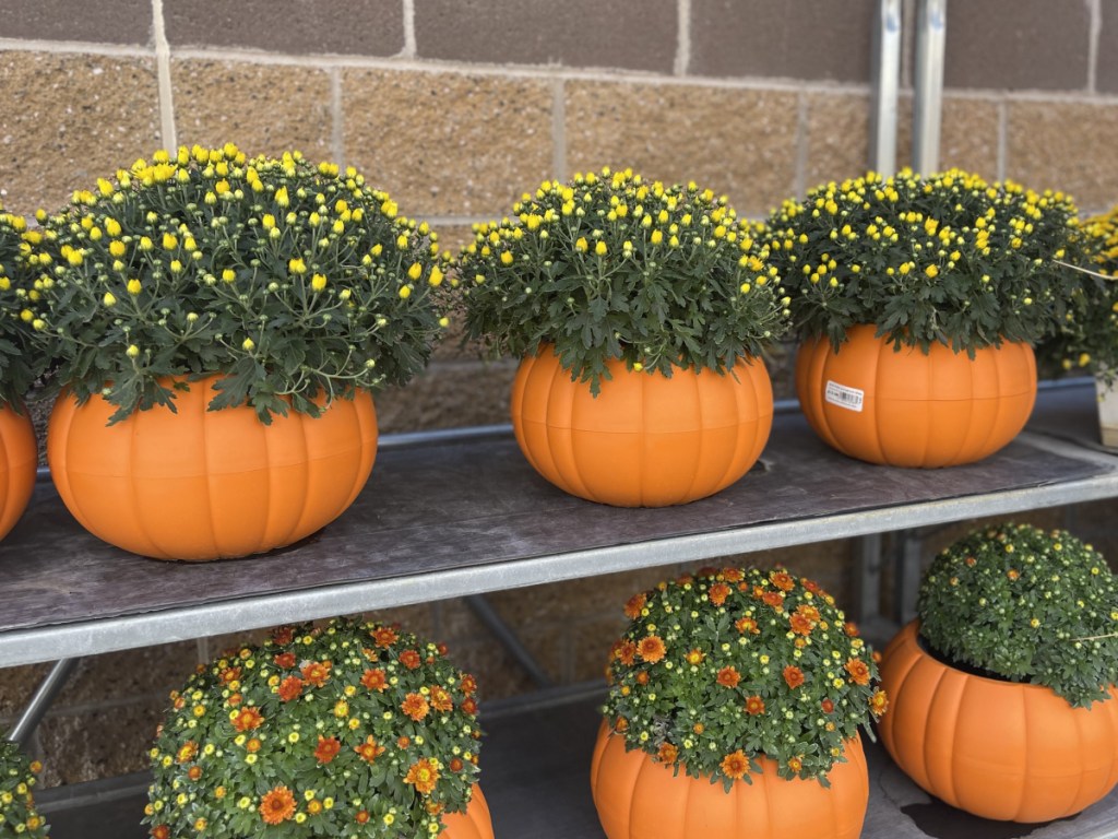Live Fall Mums Only $5.39 at Target (Regularly $9) + More Cute Options ...