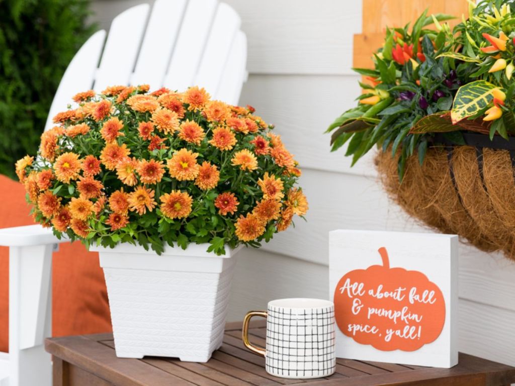 Live Fall Mums Only $5.39 at Target (Regularly $9) + More Cute Options ...