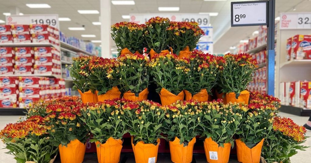 Live Fall Mums Only $5.39 at Target (Regularly $9) + More Cute Options ...