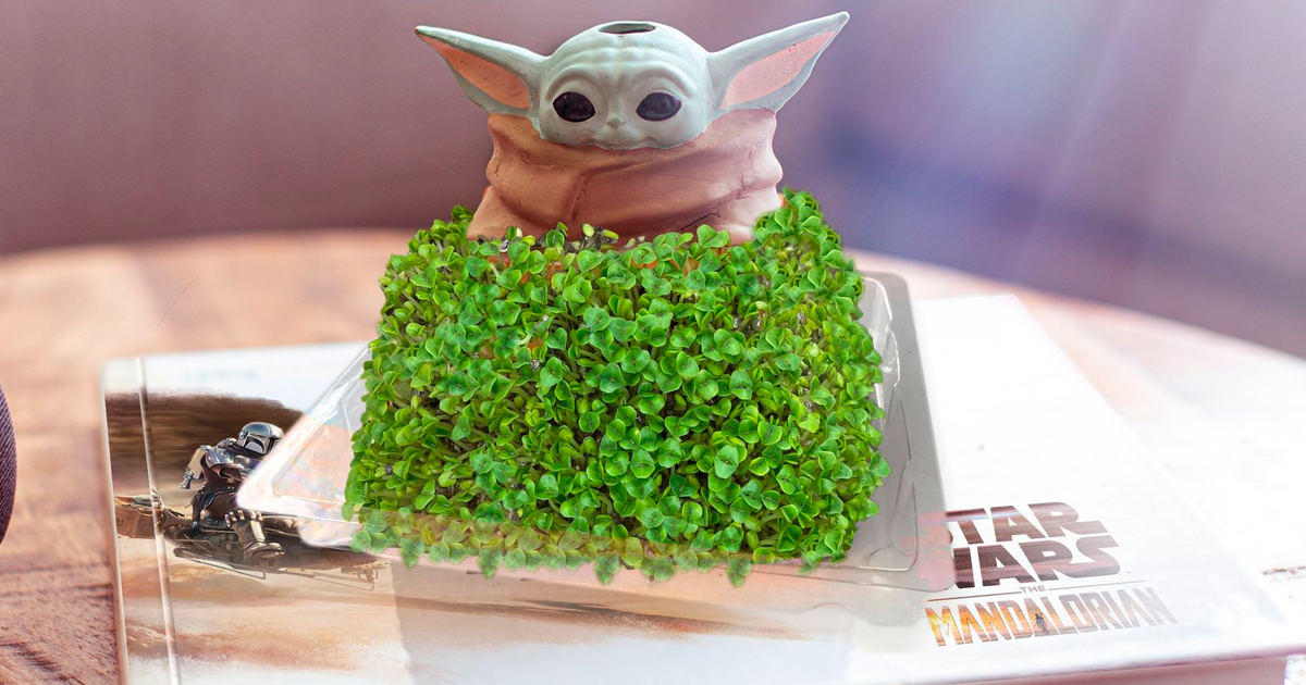 Chia Pets from $12 on Amazon (Regularly $22) | Star Wars Grogu, David ...
