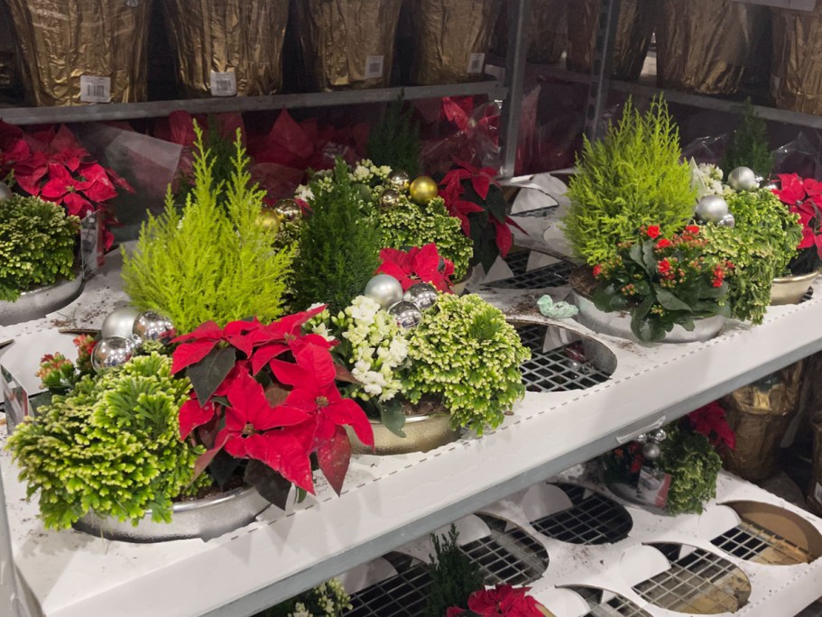 Fresh Christmas Greenery from $19.99 at Costco | Holiday Wreaths ...