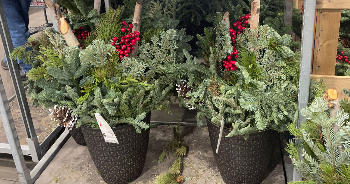 Fresh Christmas Greenery from $19.99 at Costco | Holiday Wreaths ...