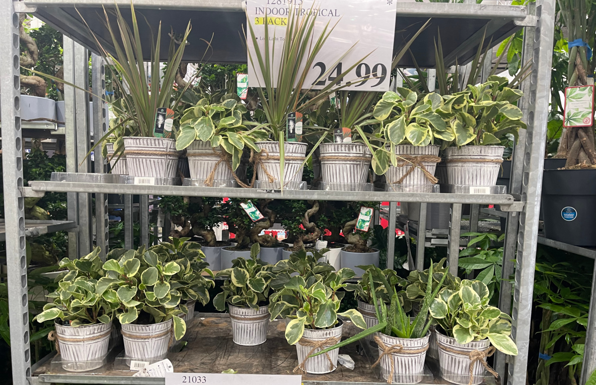 Live Costco Trees & Plants from $24.99 | Money Tree, Shaped Bonsai ...