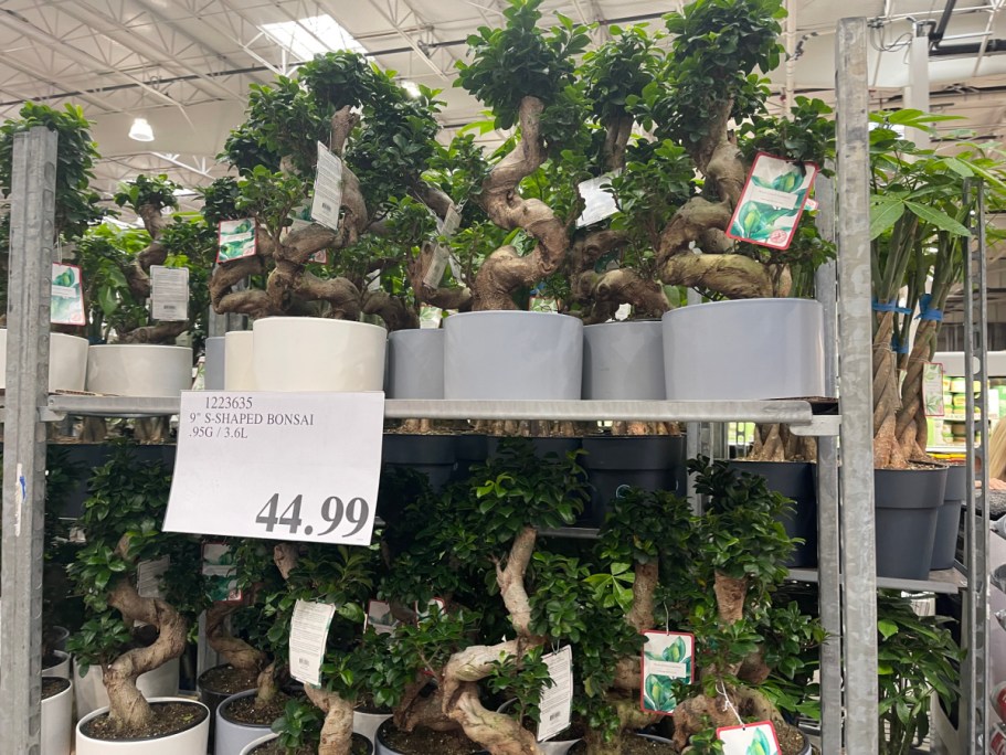 Live Costco Trees & Plants from $24.99 | Money Tree, Shaped Bonsai ...