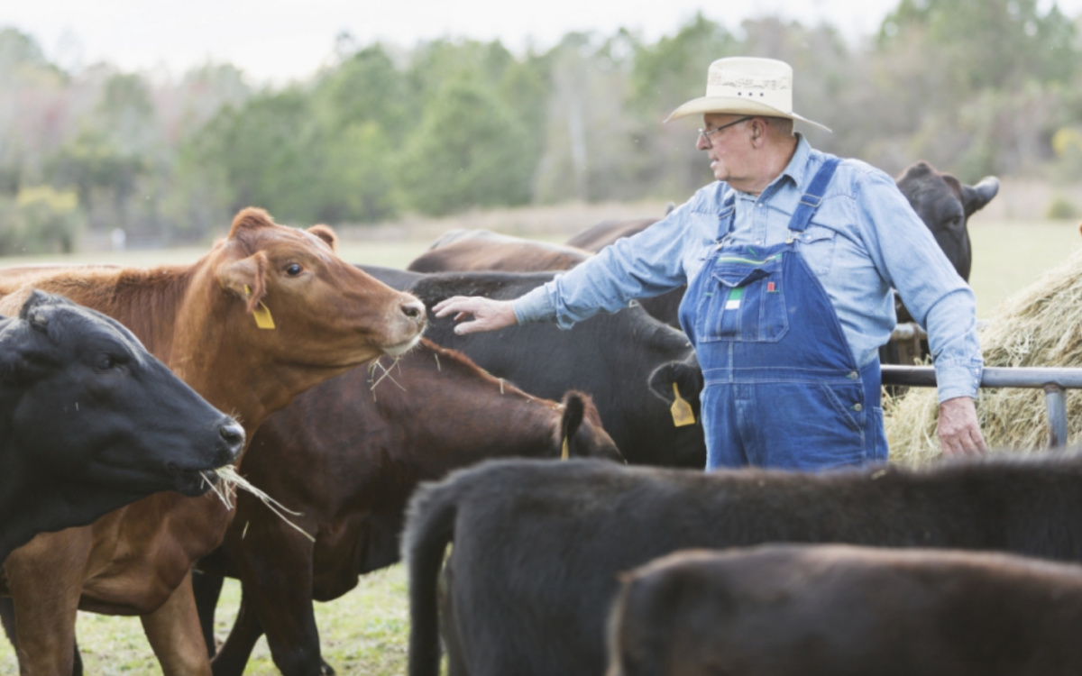 How to Buy a Cow & Meat in Bulk (Unique Money-Saving Method!)