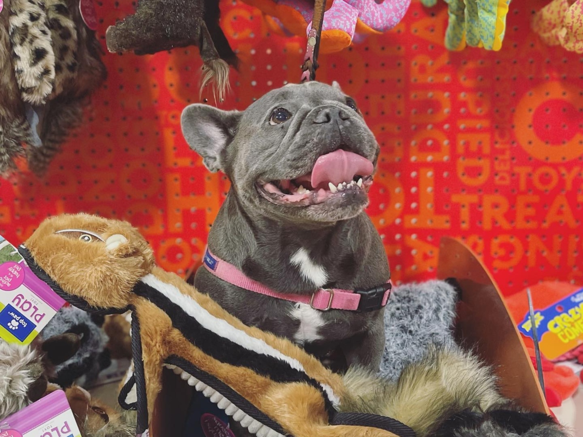 Your Pet Could Earn $10,000 as a PetSmart Chief Toy Tester