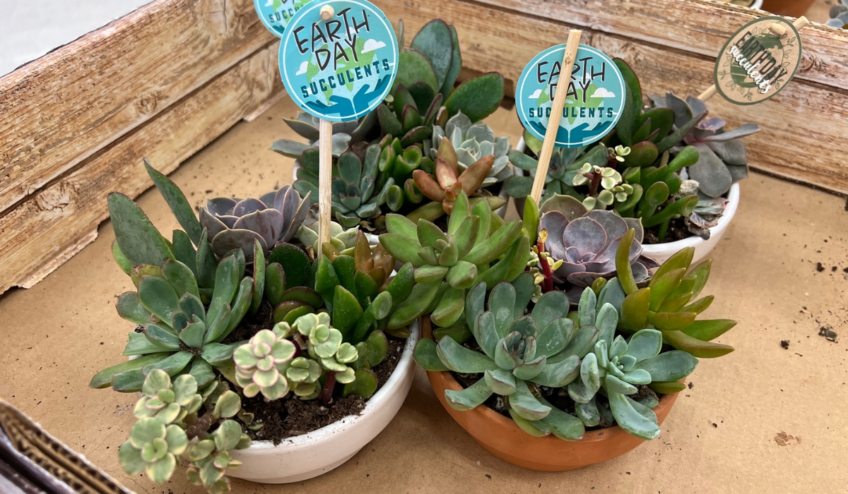 These Cute Target Succulents Are Only $9.99 (Fun Gift Idea) | Hip2Save