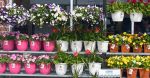 New Walmart Flowers & Plants Available Now | Start Your Yard ...