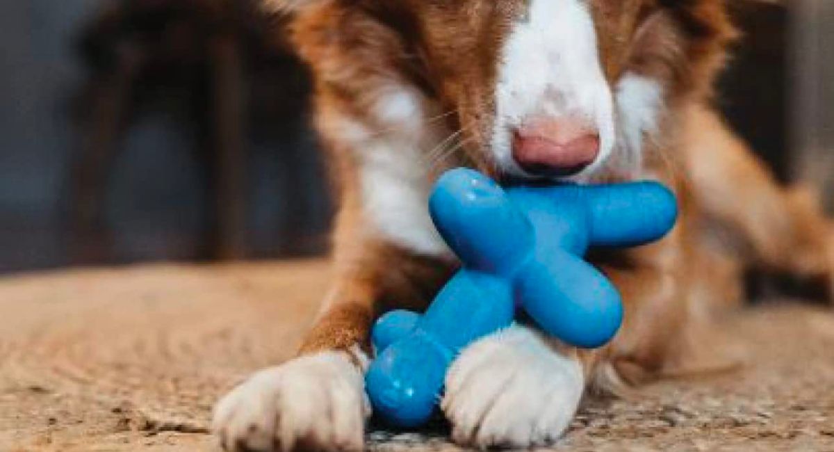 Squeaky Balloon Dog Toy ONLY $4.50 on Amazon (Regularly $9) | Hip2Save