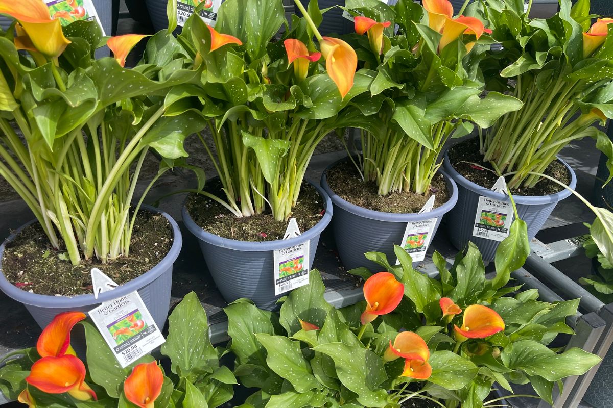 New Walmart Flowers & Plants Available Now | Start Your Yard ...
