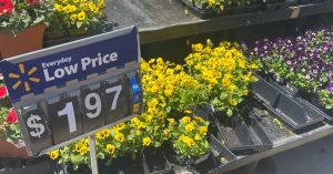 New Walmart Flowers & Plants Available Now | Start Your Yard ...