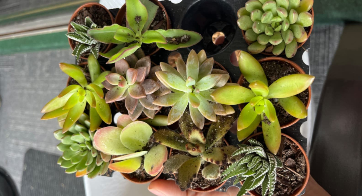 Costa Farms Succulents 11-Pack Just $17.65 on Amazon (Regularly $30 ...