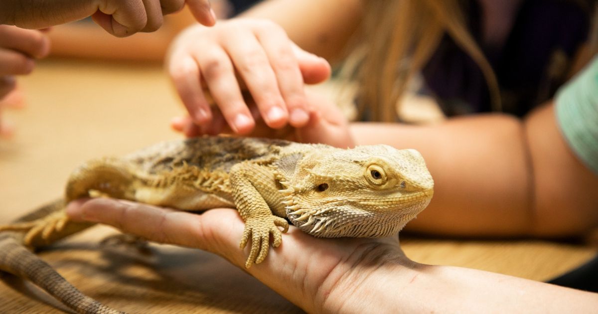 Teachers, Get a Classroom Pet for Free - Here's How | Hip2Save