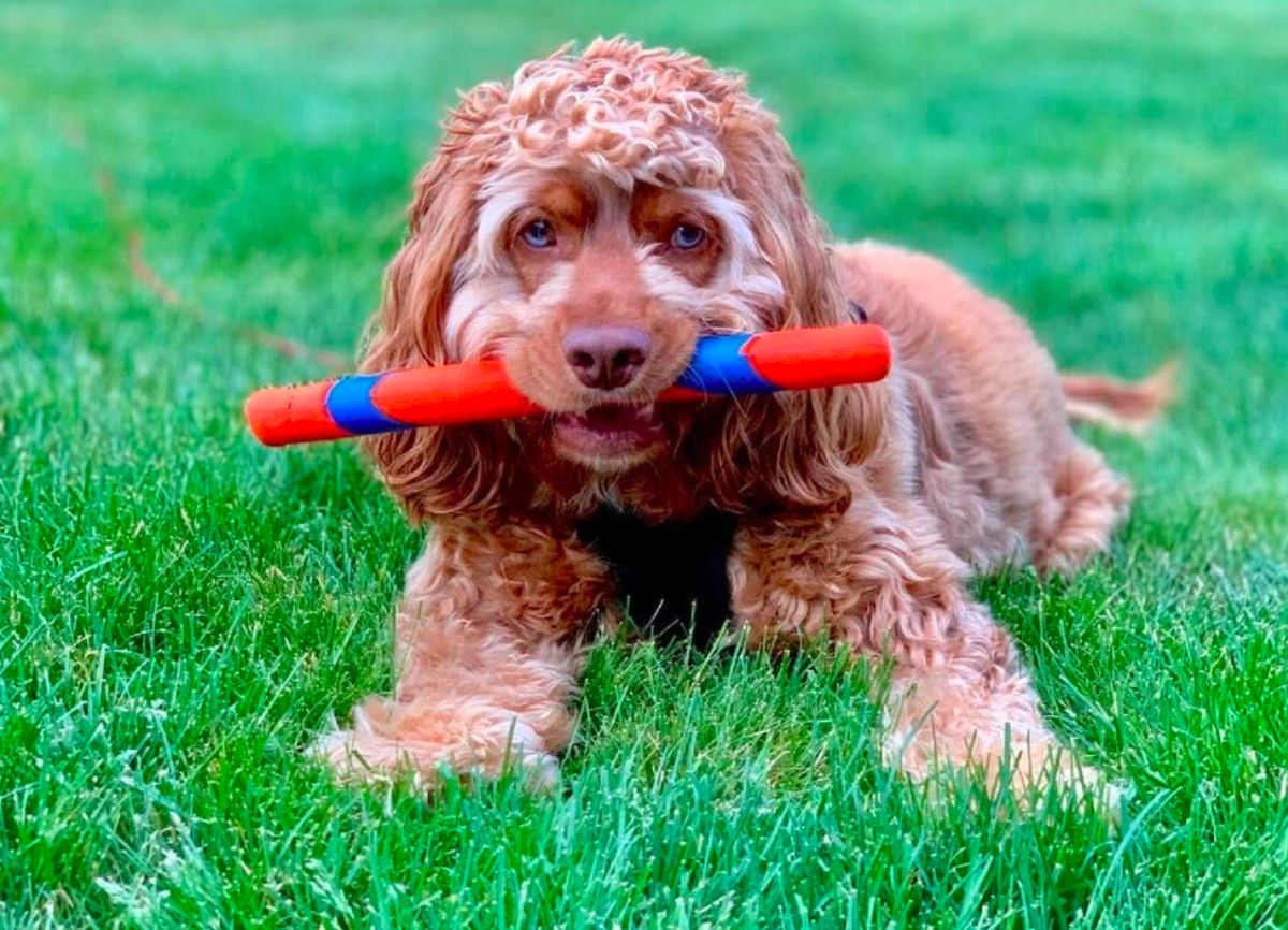 Highly-Rated ChuckIt Fetch Stick Dog Toy Only $5 on Amazon (Reg. $10 ...