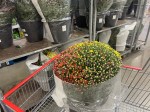 Looking for Fall Mums? Target Has Tons for ONLY $8 | Hip2Save