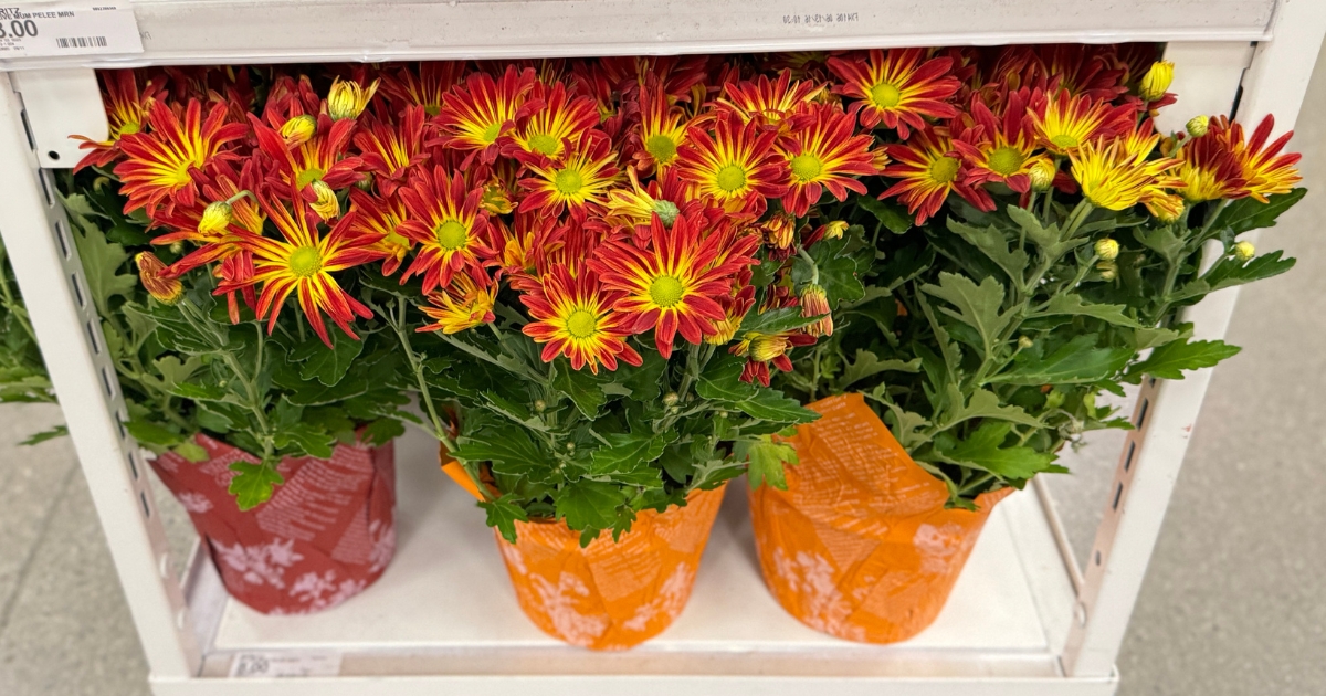 Looking for Fall Mums? Target Has Tons for ONLY $8 | Hip2Save