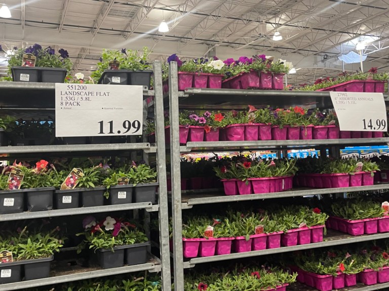 Last Minute Mother's Day Gift Idea: Costco Flowers from $11.99 | Hip2Save