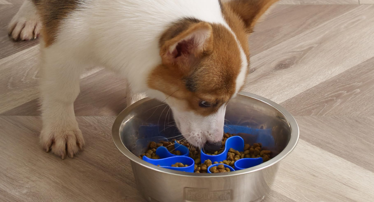 Outward Hound Fun Feeder Stainless Steel Slo Bowl Just $5.52 + Free ...