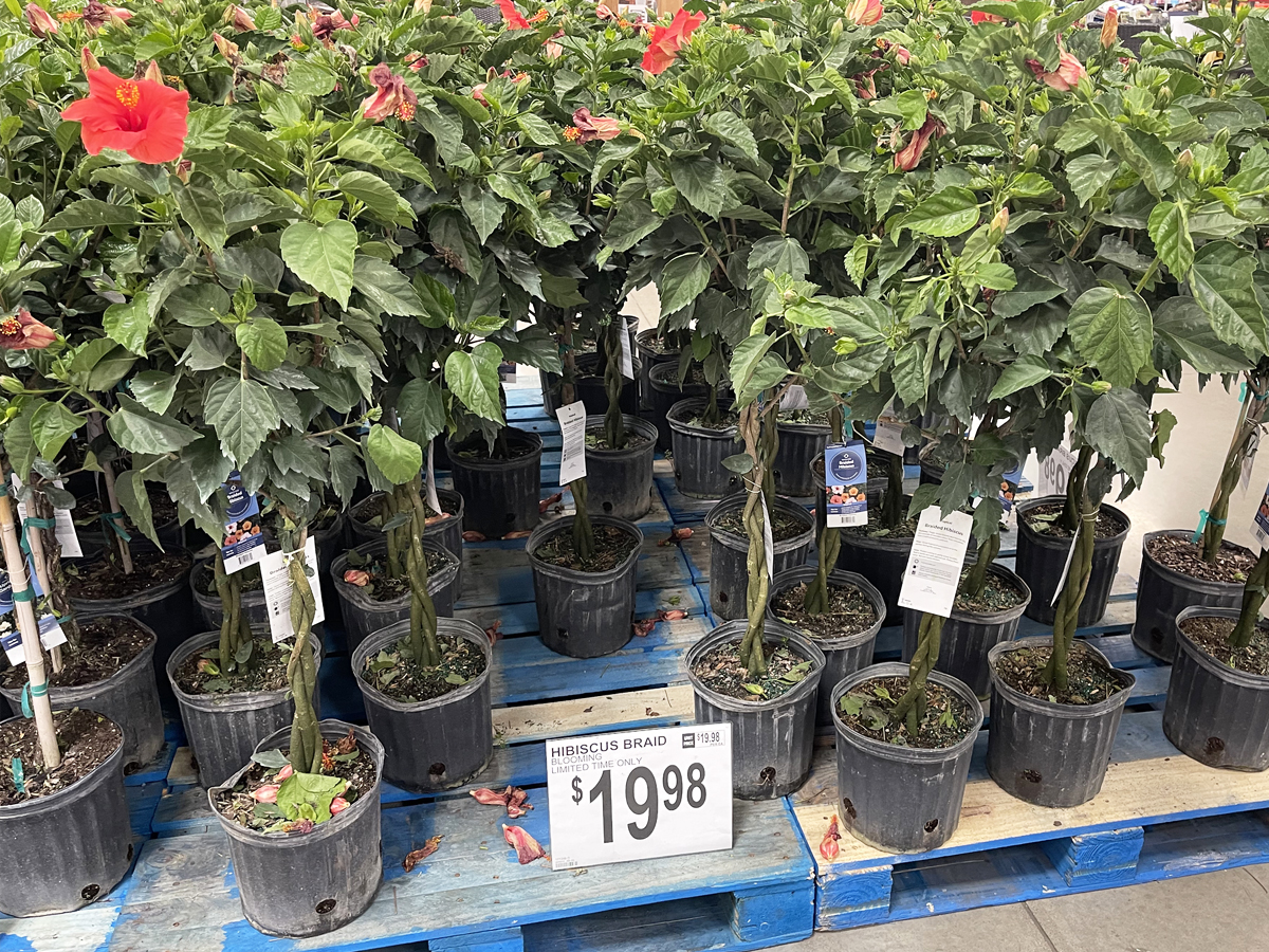Sam'S Club Hibiscus & Gardenia Trees from $19.98 | Hip2Save