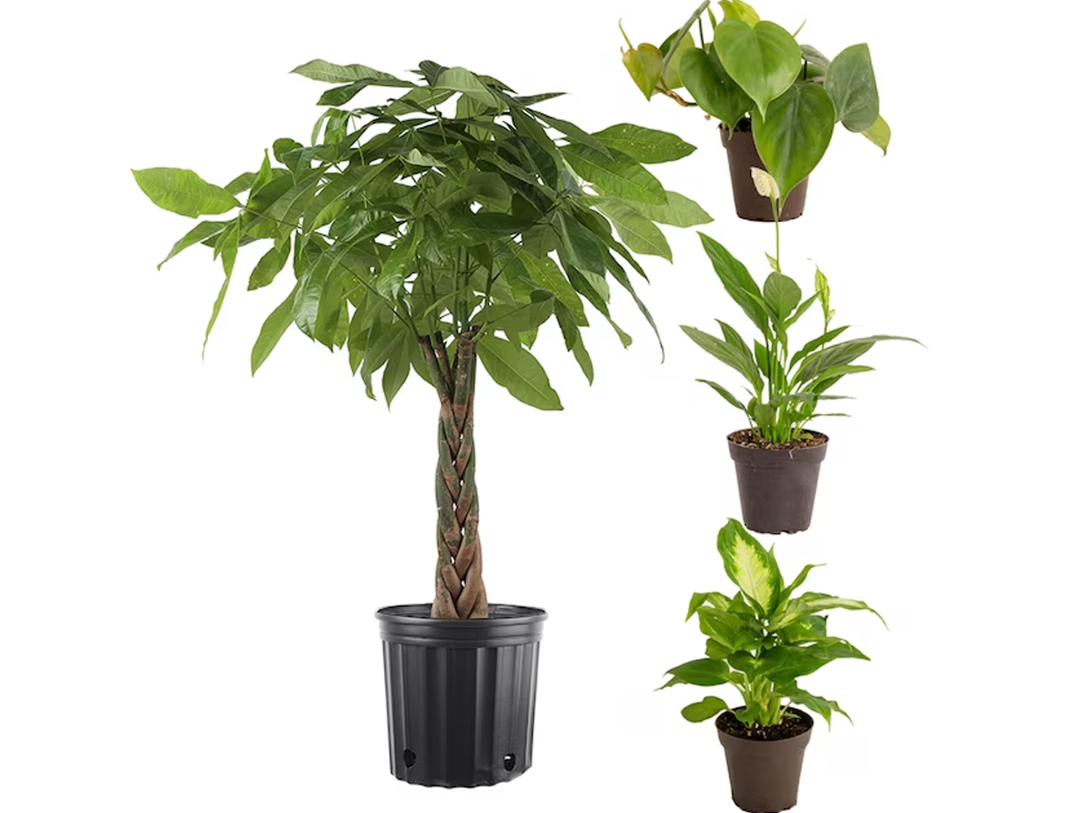 Up to 65% Off Costa Farms Live House Plants on Lowes.com | Monstera ...
