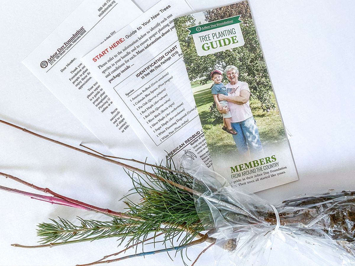 WOW! Get 10 Free Trees to Plant in Your Yard with $20 Arbor Day ...