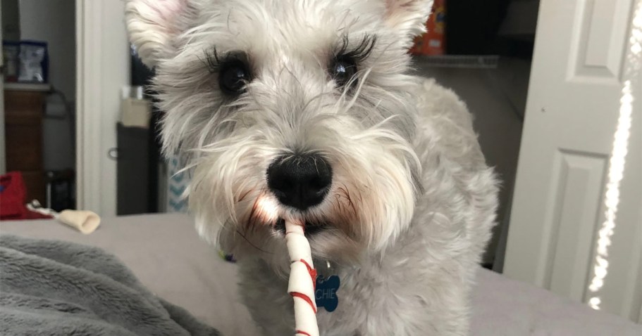 Dingo Rawhide Chews 50-Count Only $3.80 Shipped on Amazon (Regularly ...