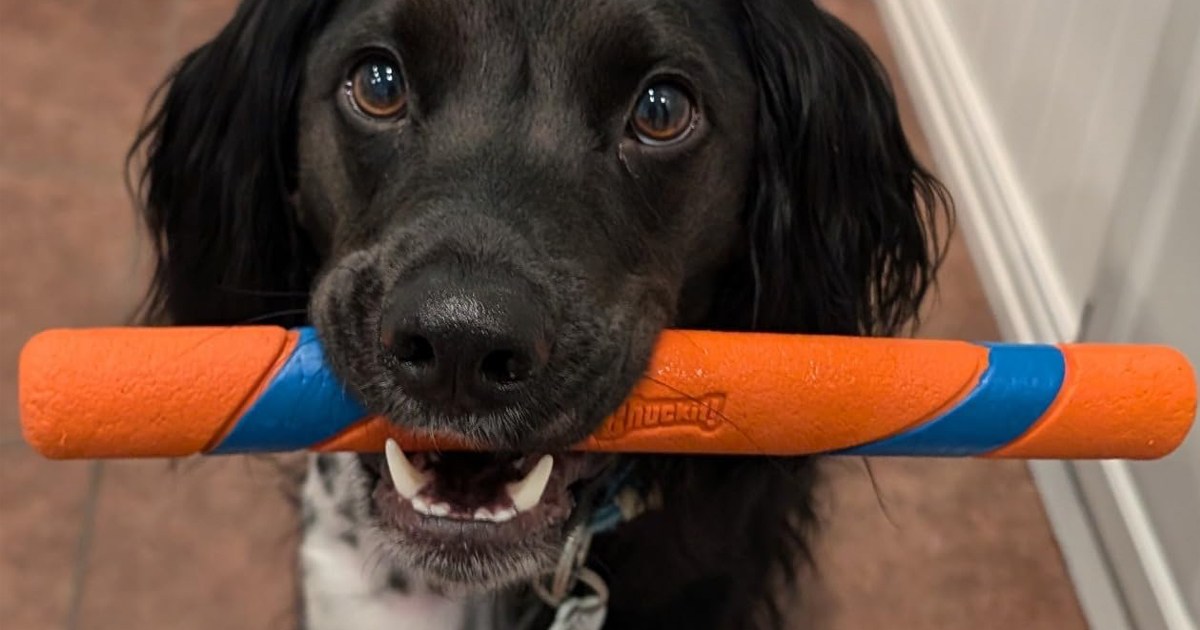 Chuckit Air Fetch Stick Dog Toy Only $5 on Amazon (Reg. $11) | Hip2Save