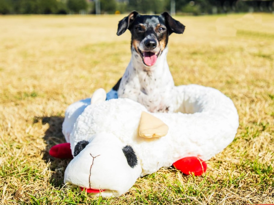 SO Cute! Lamb Chop Dog Bed Only $17 on Amazon (Reg. $29) | Hip2Save